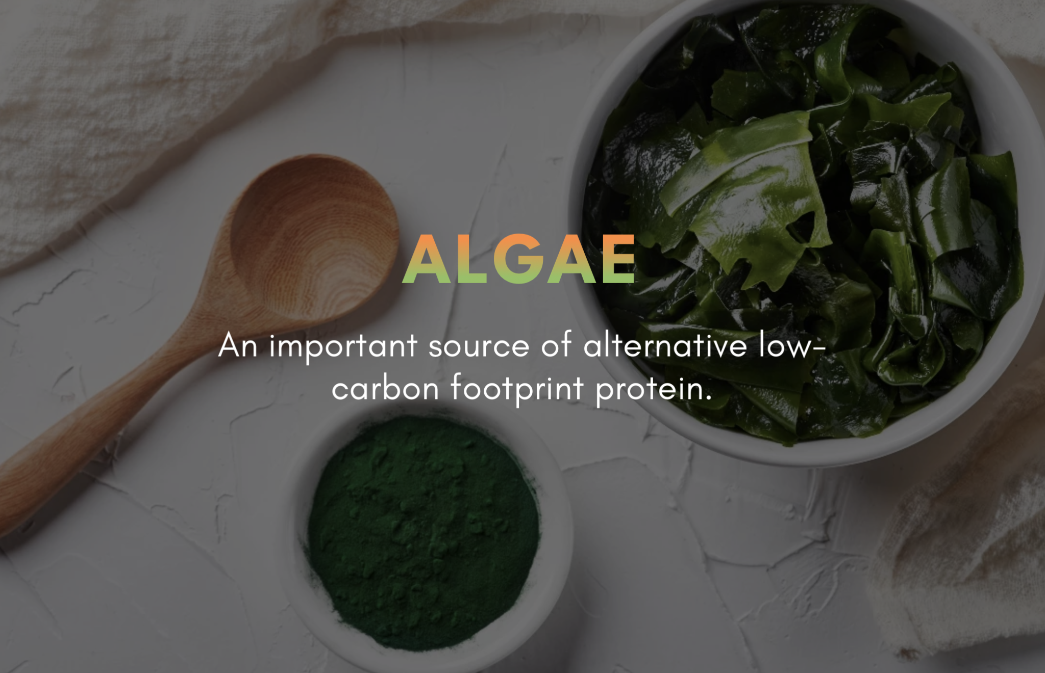 Harnessing Algae: The Green Solution to Sustainable Protein Production ...